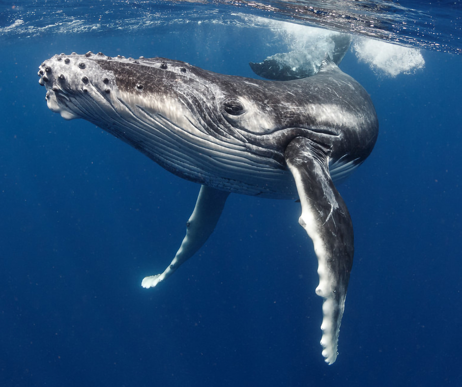 Help Name the Smiths Falls Whale | Community Whale Naming Campaign